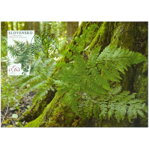 Carte maximum 2016 - Papraď ostnatá