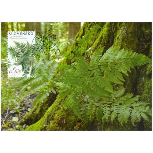 Carte maximum 2016 - Papraď ostnatá